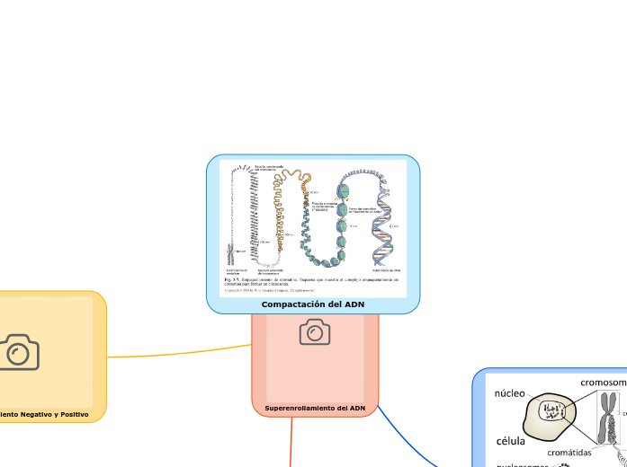 Compactación del ADN - Mind Map